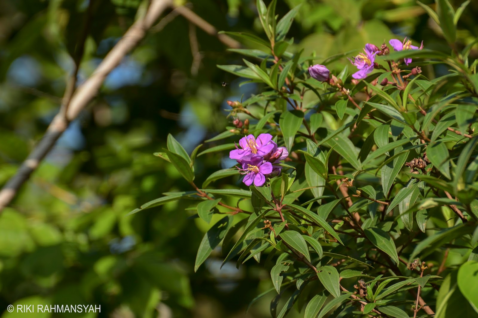 Dedughuk / Senduduk (Melastoma malabathricum L)