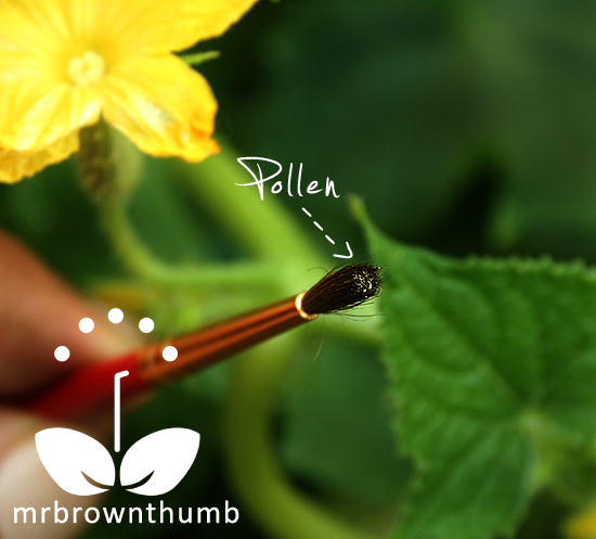 Pollinating Cucumber Flowers : MrBrownThumb