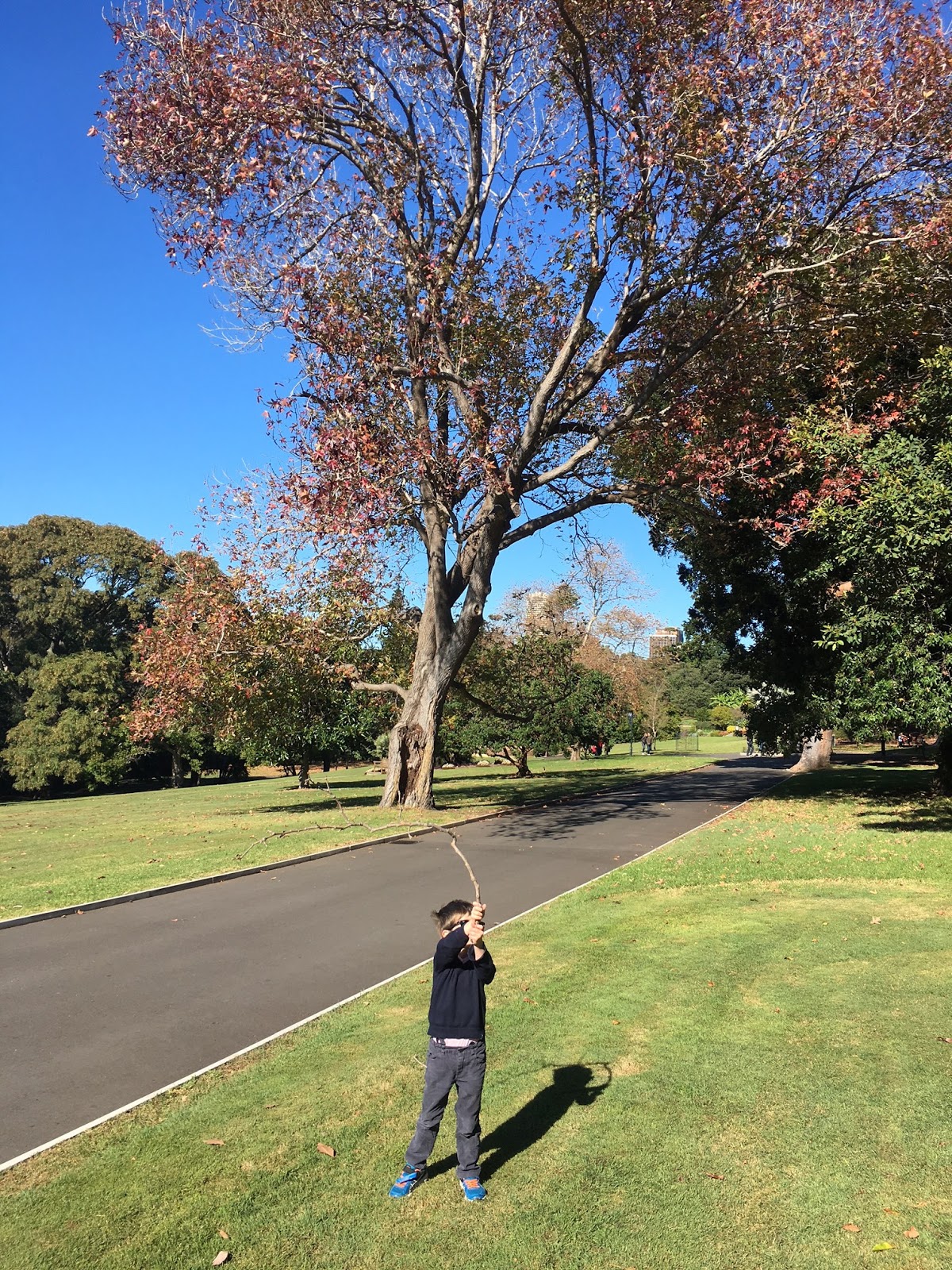 Return to Sydney: #13. Fall colors? Not in Sydney!