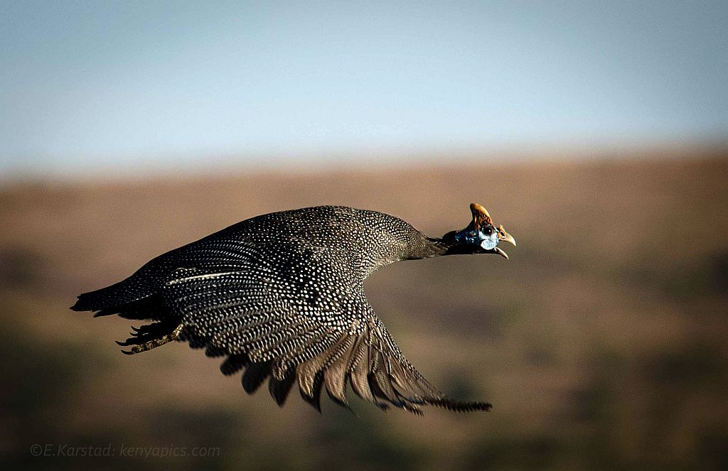 Elsen Karstad's 'Pic-A-Day Kenya': Guinea-Fowl, Laikipia Kenya