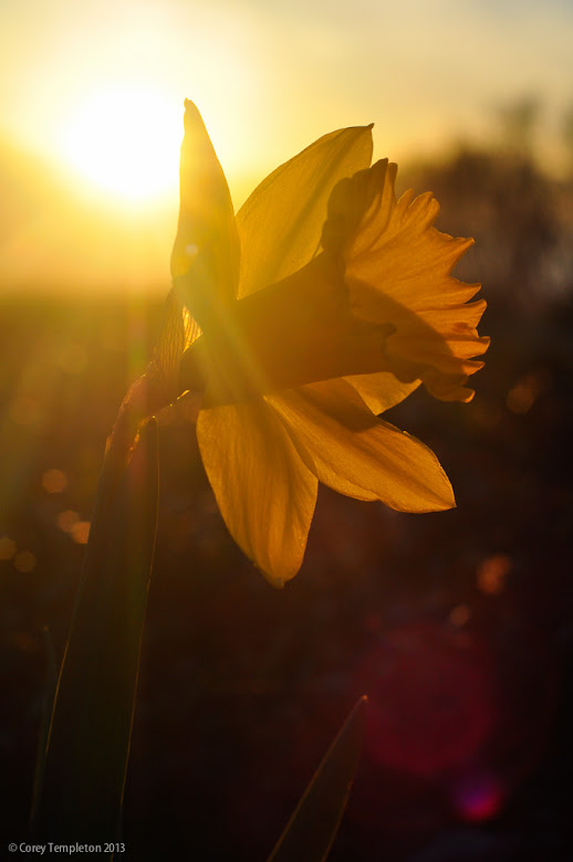 Corey Templeton Photography: Flower and Sunset