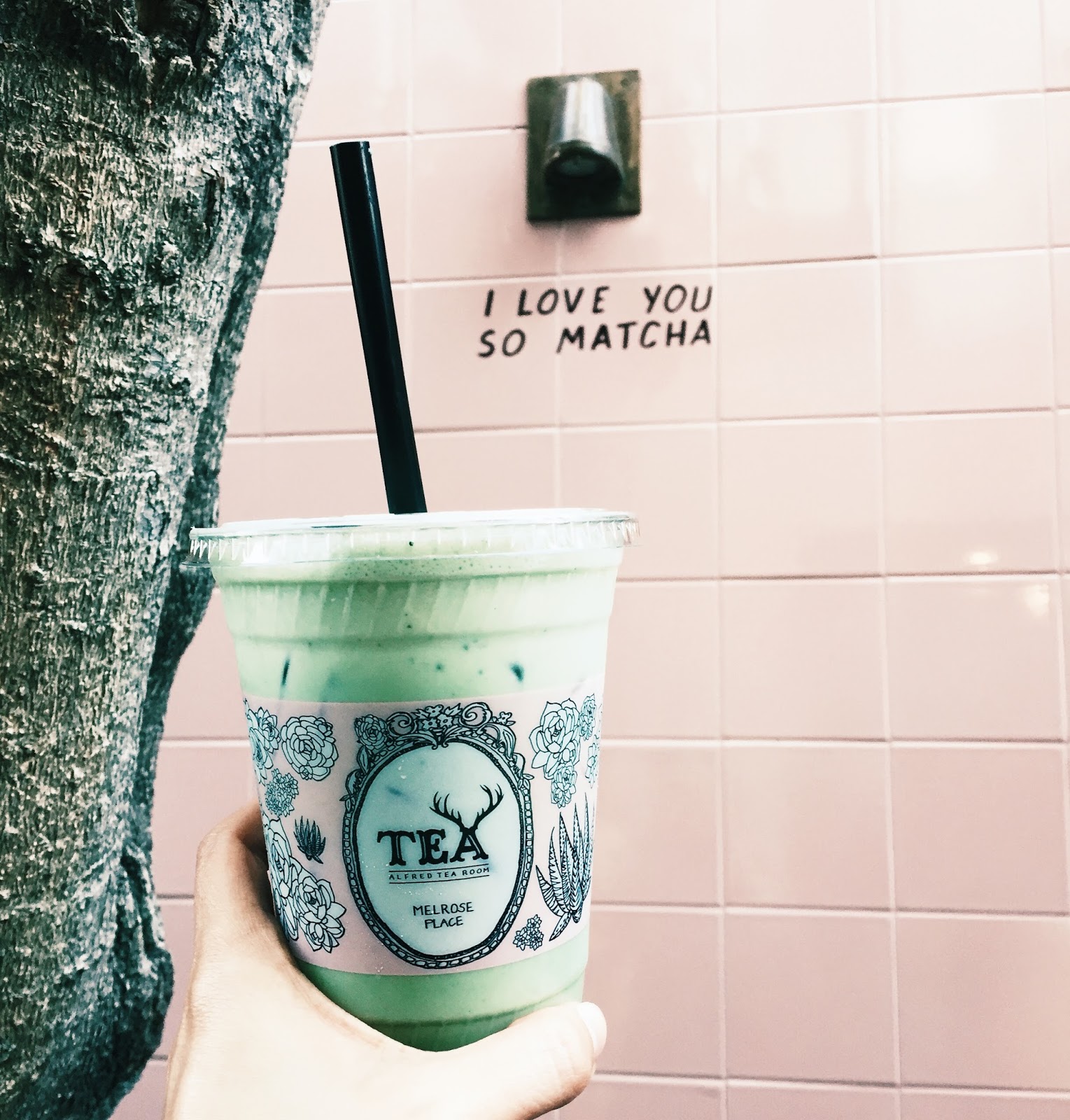 Matcha Tea & Succulents | StephC