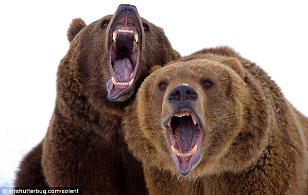 Menyeramkan, Lihat Tajamnya Tatapan Mata Hewan-hewan Predator ini