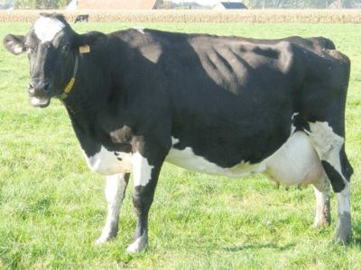 Types of cows, Most important about cow - veterinary online