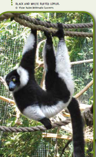 Beautiful Nature: Animal Pollination