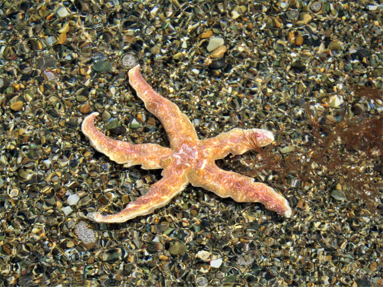 HERBAL PICNIC: STAR ANISE