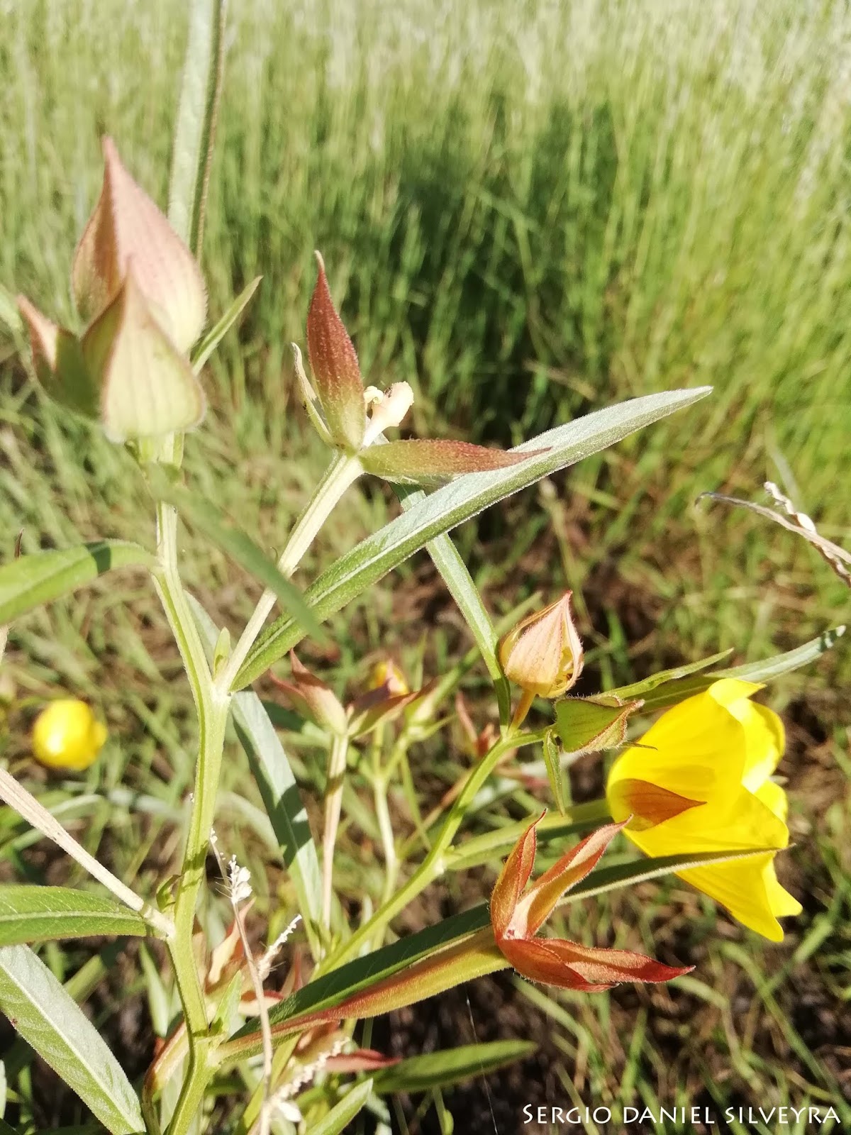 Flora Nativa de Entre Rios