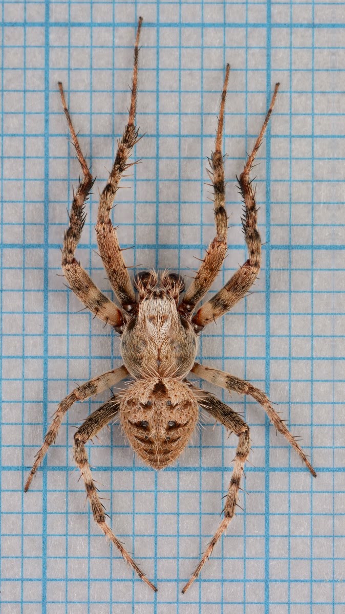 台灣蜘蛛圖片資料: 茶色姬鬼蛛 Neoscona punctigera Doleschall, 1857