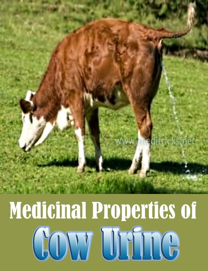 Medicinal Properties of Cow Urine | Medi Tricks