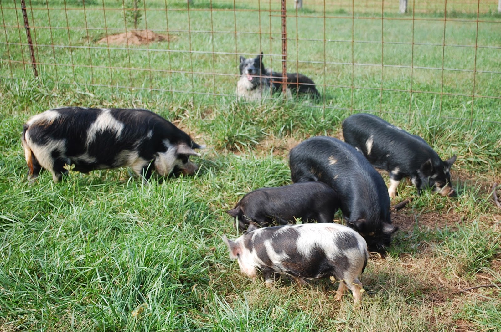 Life on the Homestead: Kune Kune Pigs