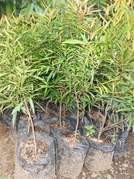 Bibit Pucuk Merah Unggul | CV. WAHYU TANI PUTRA