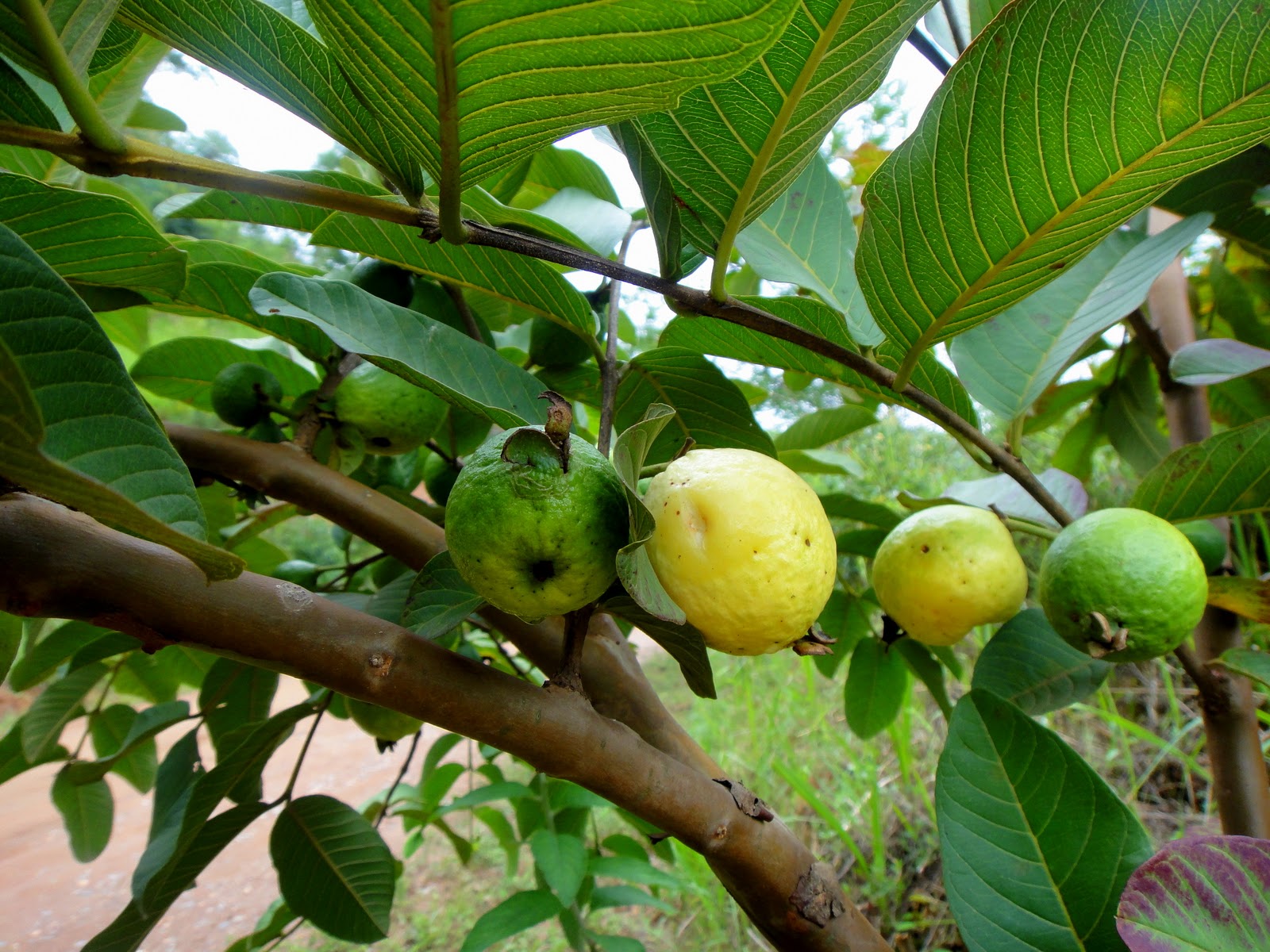 come-se: Goiaba madura na beira da estrada