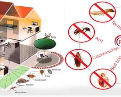 Pest Control Sydney - Pestige Solutions: Necessary Factors For ...