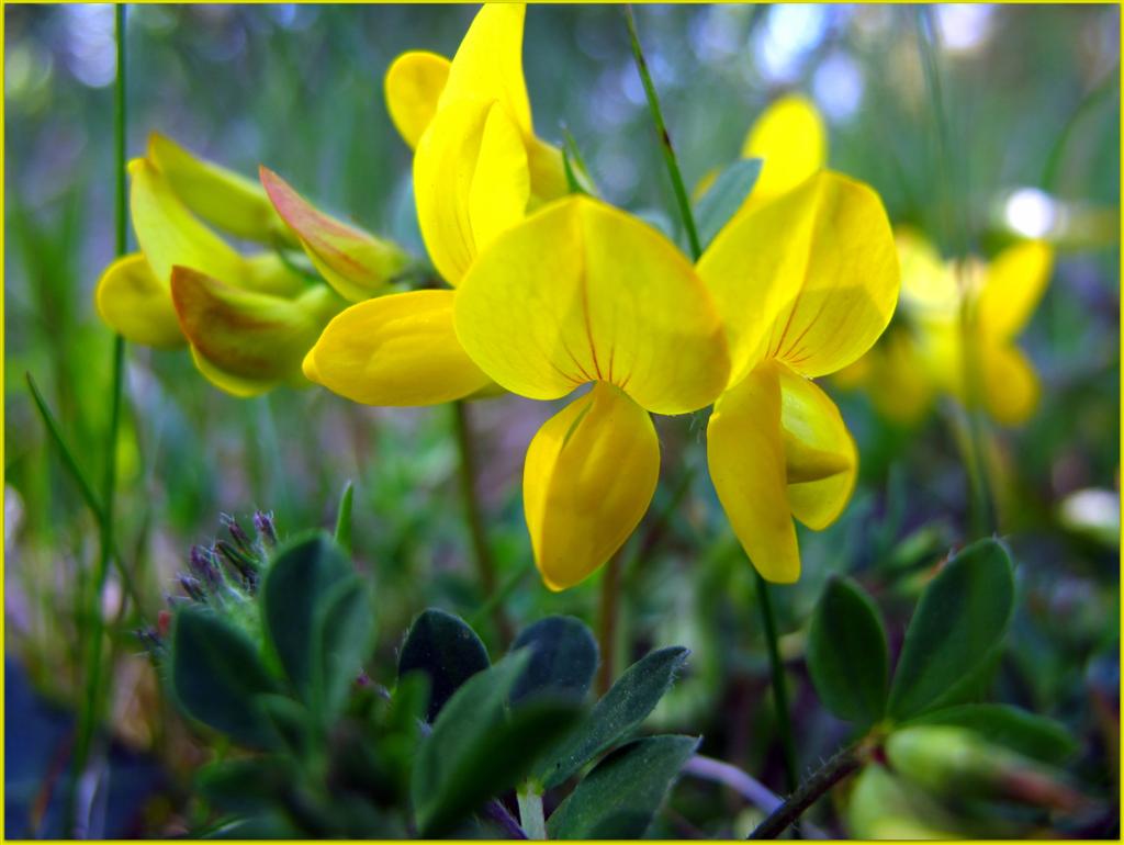 POSTCARDS FROM IRELAND: Local Irish Flora