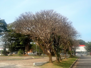 Parque Praia São Paulo - Praia do Sol em São Paulo ~ Áreas Verdes das ...