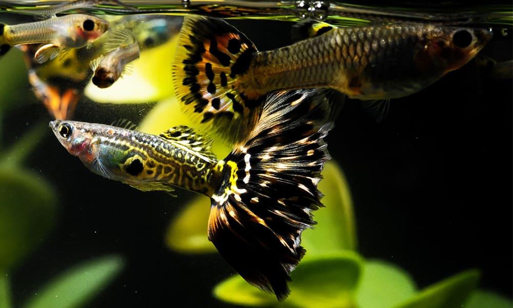 Ryby akwariowe - czy wiesz, że: