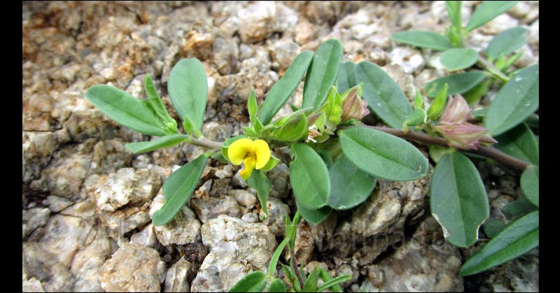 Polygala arvensis - Field Milkwort - Flowers of Tamilnadu