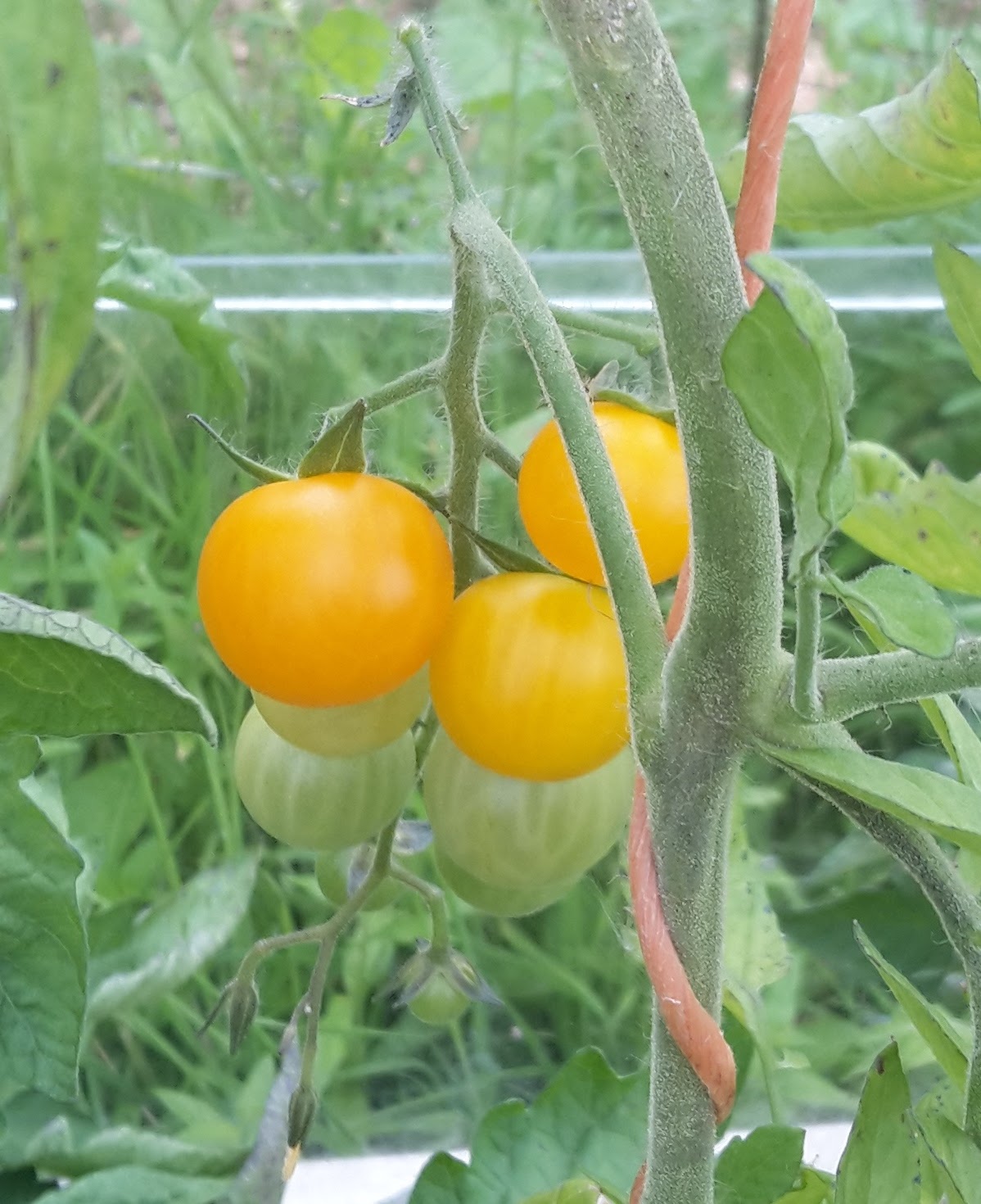 An English Homestead: First Tomato Of The Season!