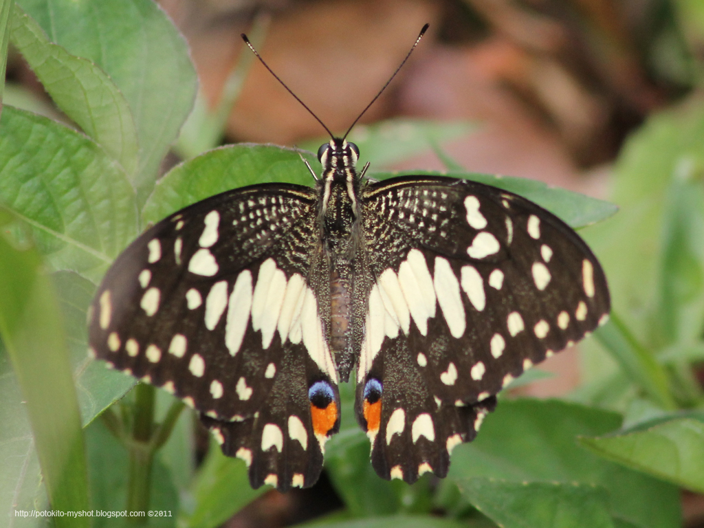 Lime Swallowtail butterfly (Papilio demoleus)