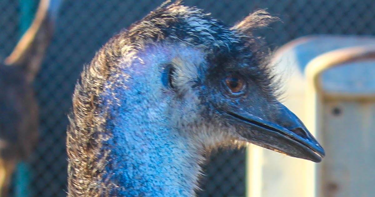 Cannundrums: Anshu Pathak's Farm