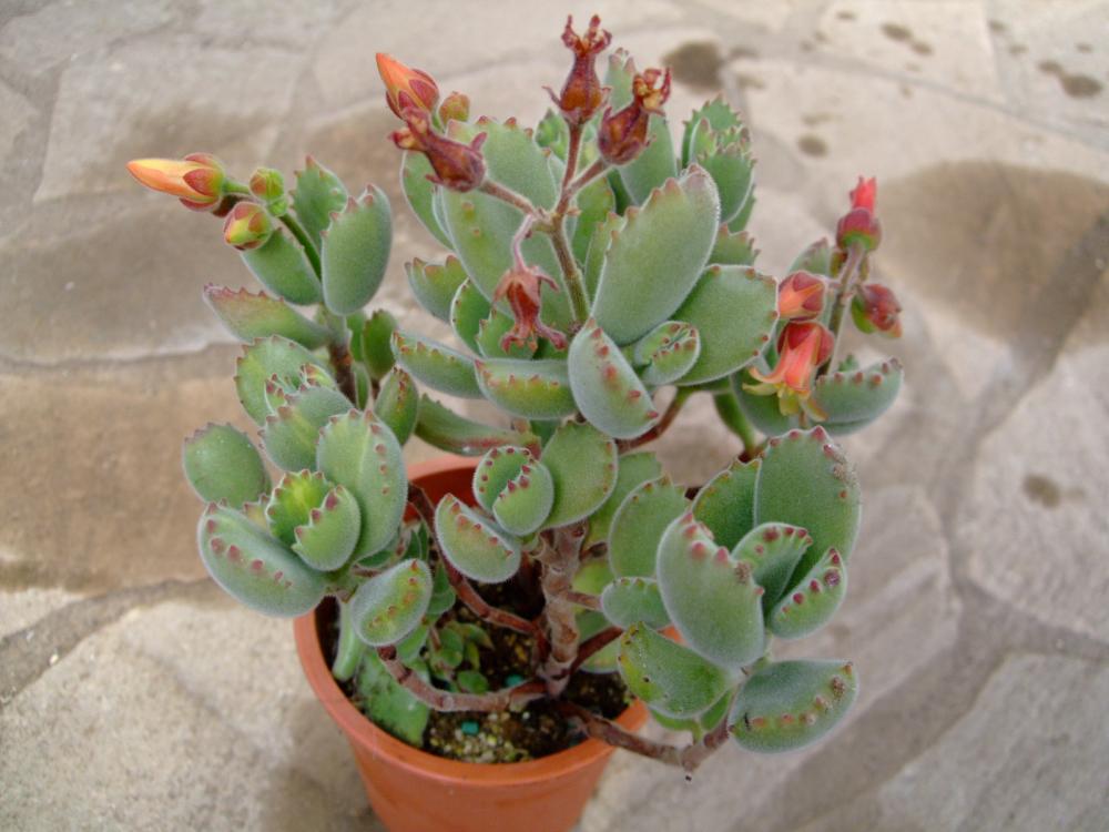 Sustrato: El cotiledón requieren una mezcla arenosa de drenaje libre ...