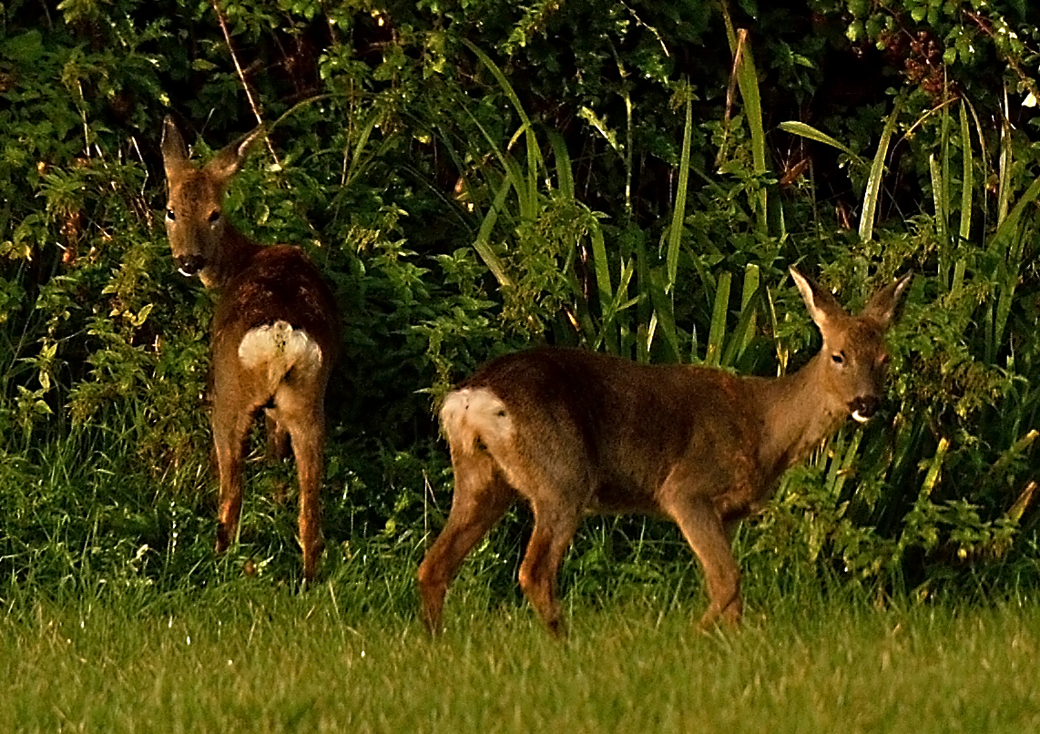 Alan James Photography : Working the browse line