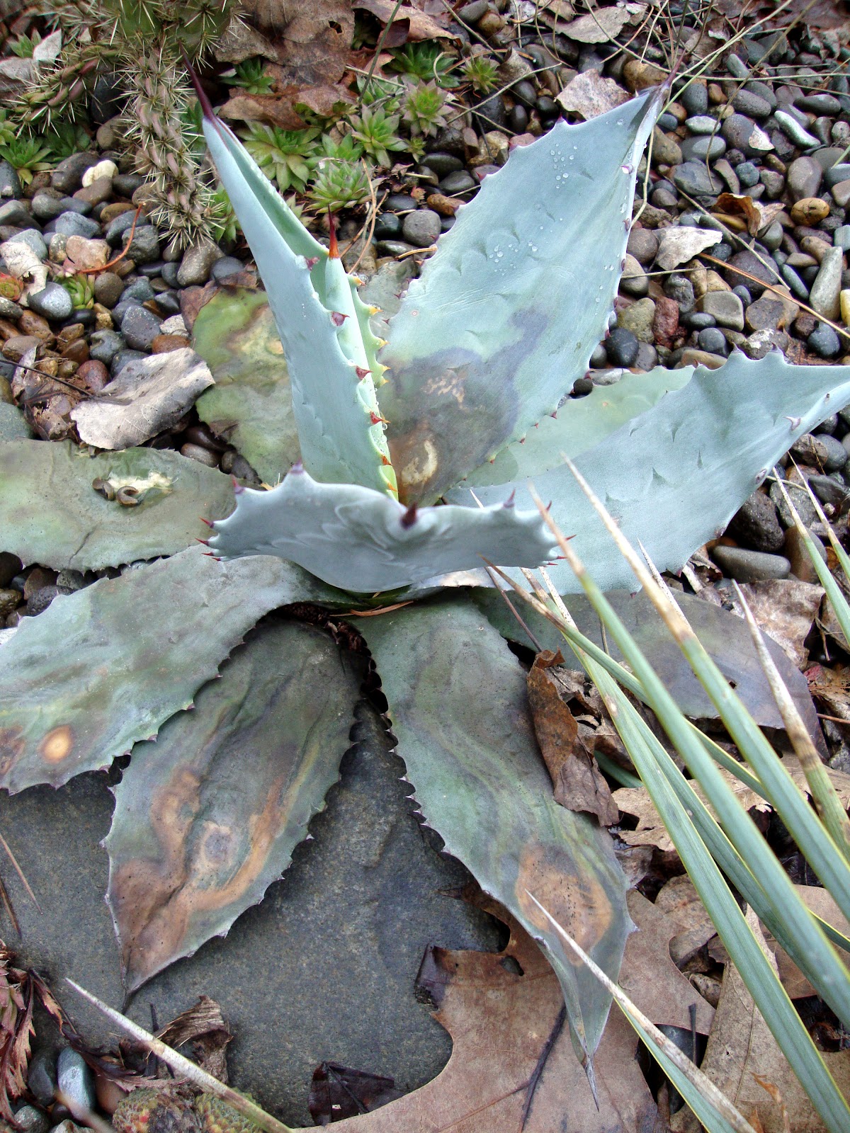 danger garden: The Agave report, February edition: Slugs on Agaves!