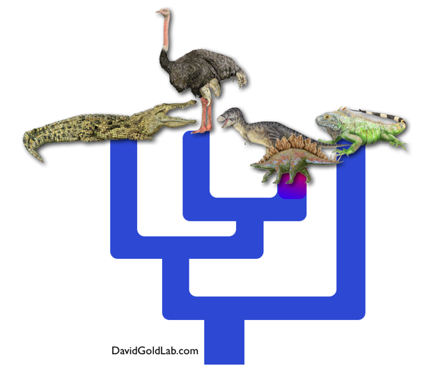 Bio-Blueprints: A Bio-Blueprints Primer: Paraphyly and Last Common ...