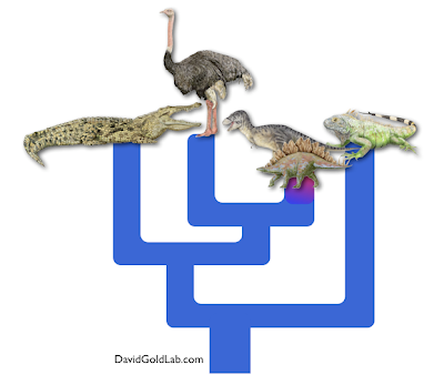 Bio-Blueprints: A Bio-Blueprints Primer: Paraphyly and Last Common ...