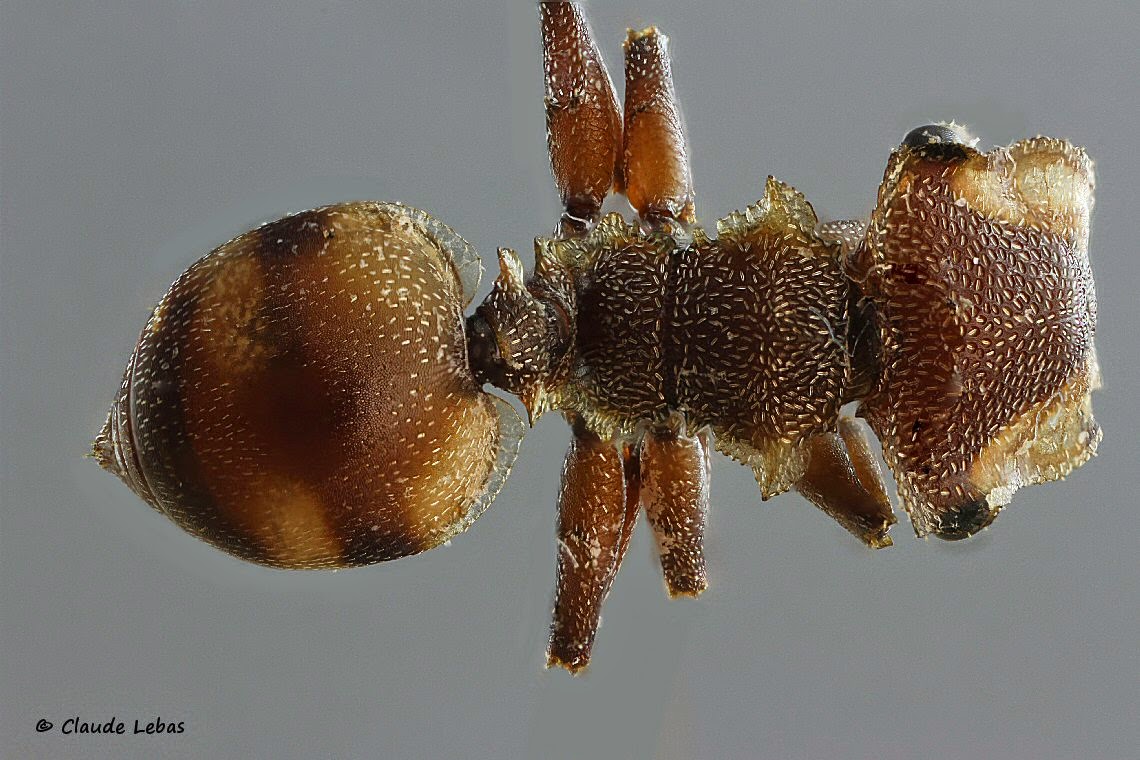 fourmis du Honduras: Cephalotes umbraculatus
