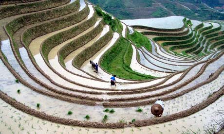 ENV 340 Fall 2014 Class Blog: Rice Farming in China