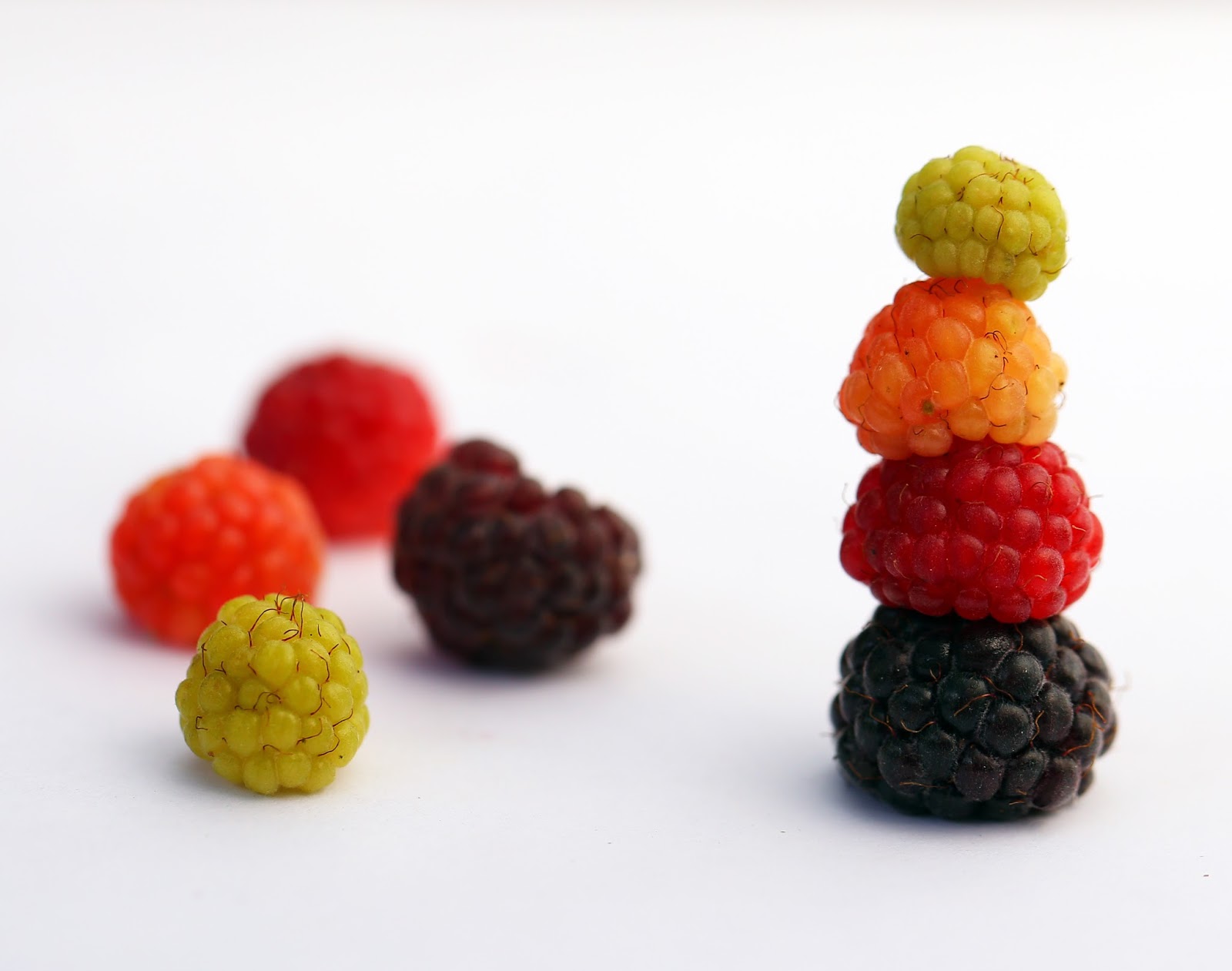 Wild Harvests: Blackcap