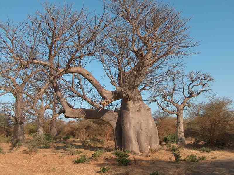 Trees Planet: Adansonia digitata - Baobab