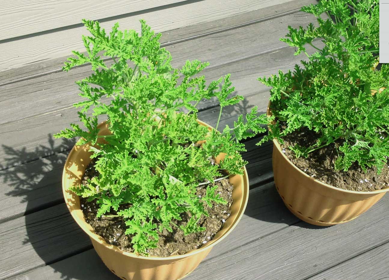 Everyday Finesse: Mosquito Plants