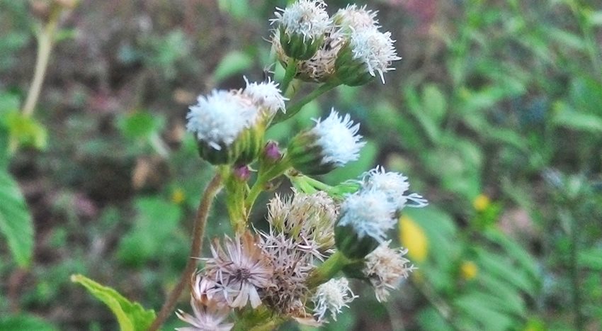 Keindahan Bunga-Bunga Rumput Liar