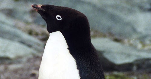 EDUKACJA WCZESNOSZKOLNA: OPIS PINGWINA ADELI