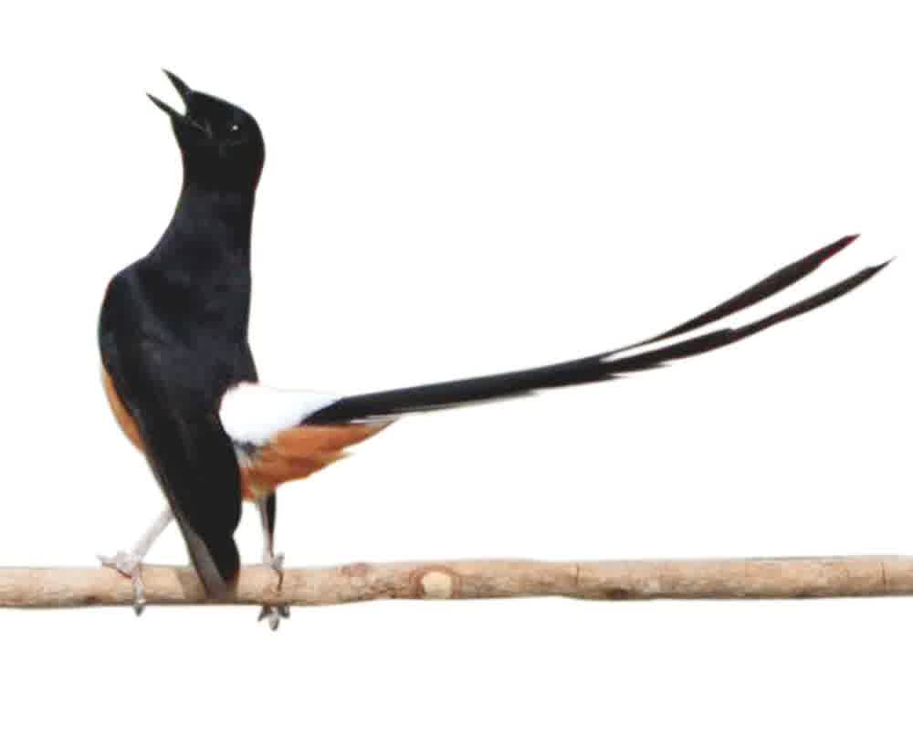 Pusat dan Gudangnya Informasi yang Bermanfaat: Beberapa Gambar Burung ...