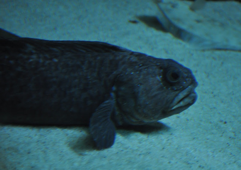 ZOOTOGRAFIANDO (6.100 ANIMALS): PEZ LOBO (Anarhichas lupus)
