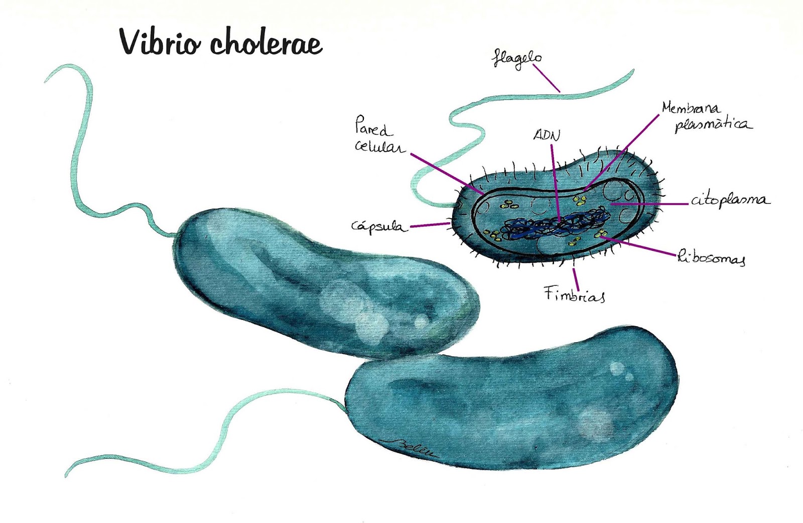 Vibrio cholerae | Kolera Hastalığı | Mikrobiyolojik Özellikleri ...