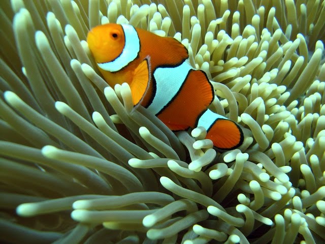 Russel and Luka's Blog: NEMO FISH