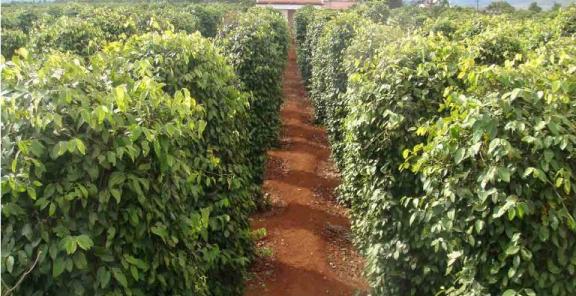 Budidaya Lada Praktis Dan Mudah : Budidaya Tanaman Lada Panjat dan Lada ...