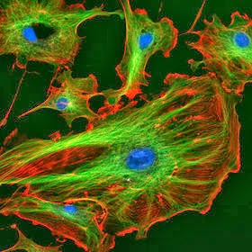 la biologie cellulaire