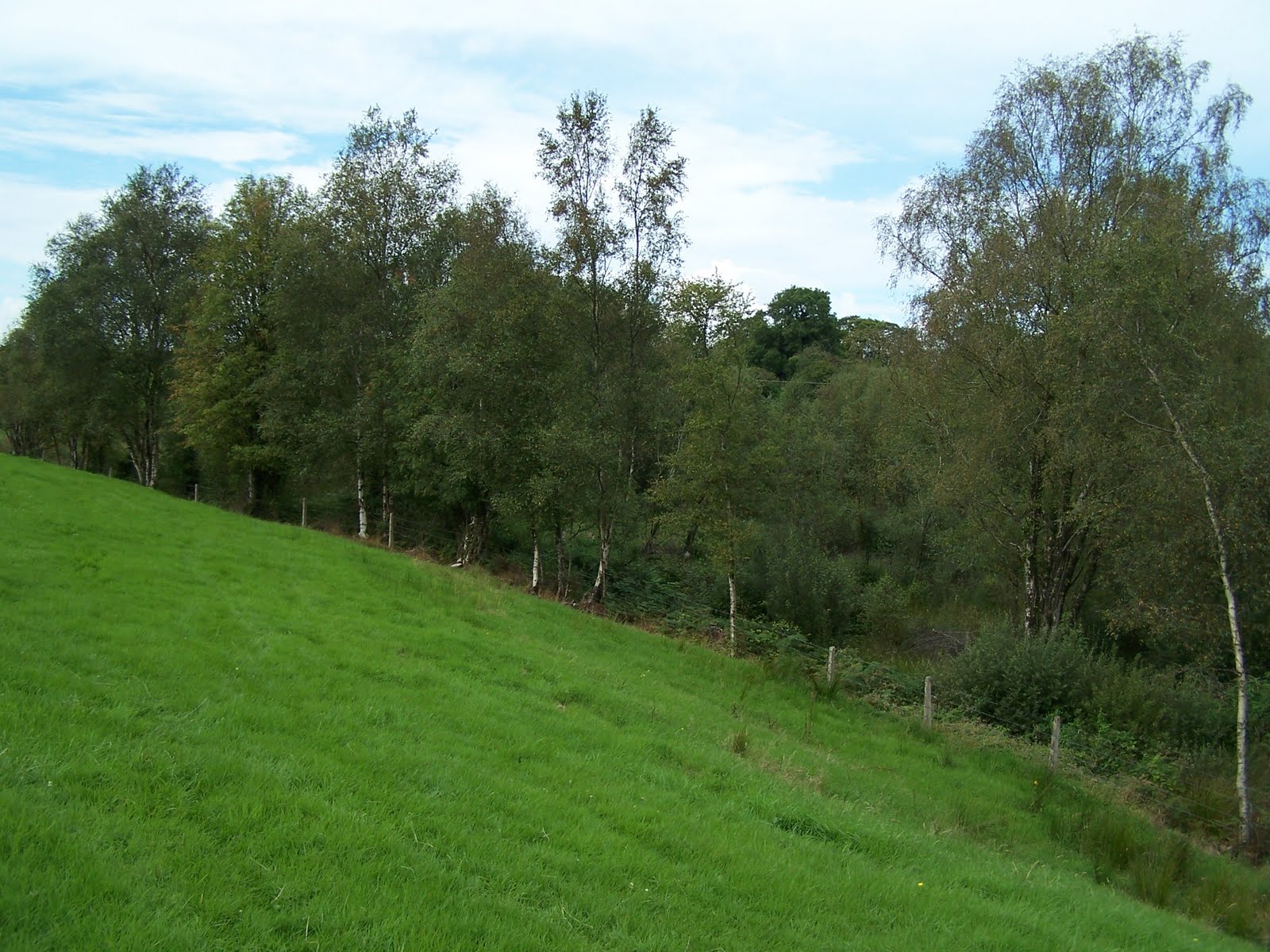 The Backwoodsman: New Woodlands in Ireland
