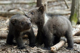 Two Sweet Baby Bear (12 Pics) | Web Dazzler