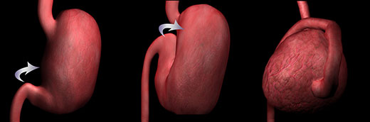 Gastric Dilatation And Volvulus (GDV): What Did The Latest Study Reveal ...