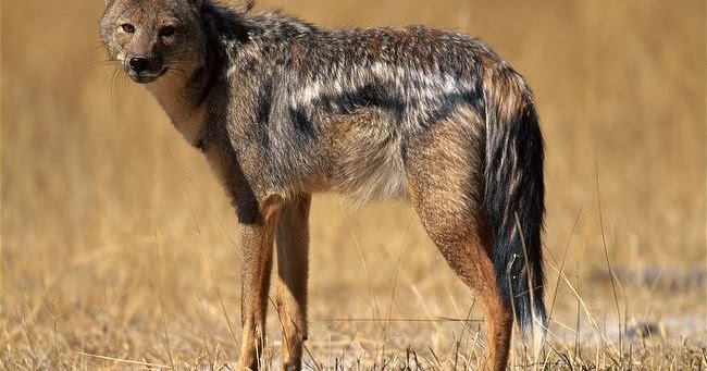 GW Human Evolutionary Genetics : African jackal phylogeny and ...