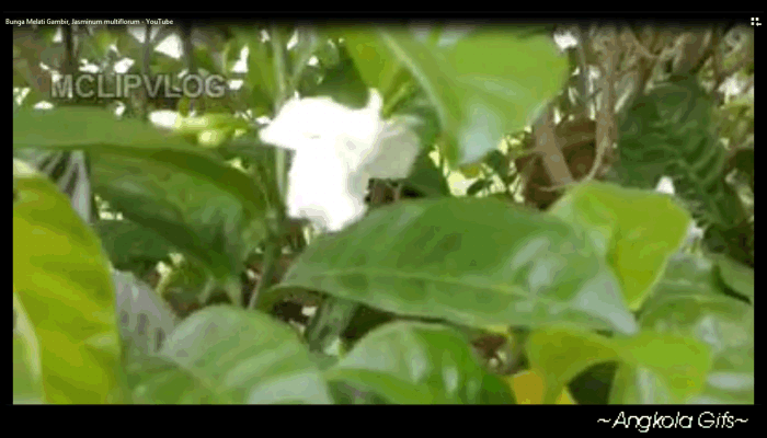 Animation Wallpaper: Animasi Bunga Melati - Gif