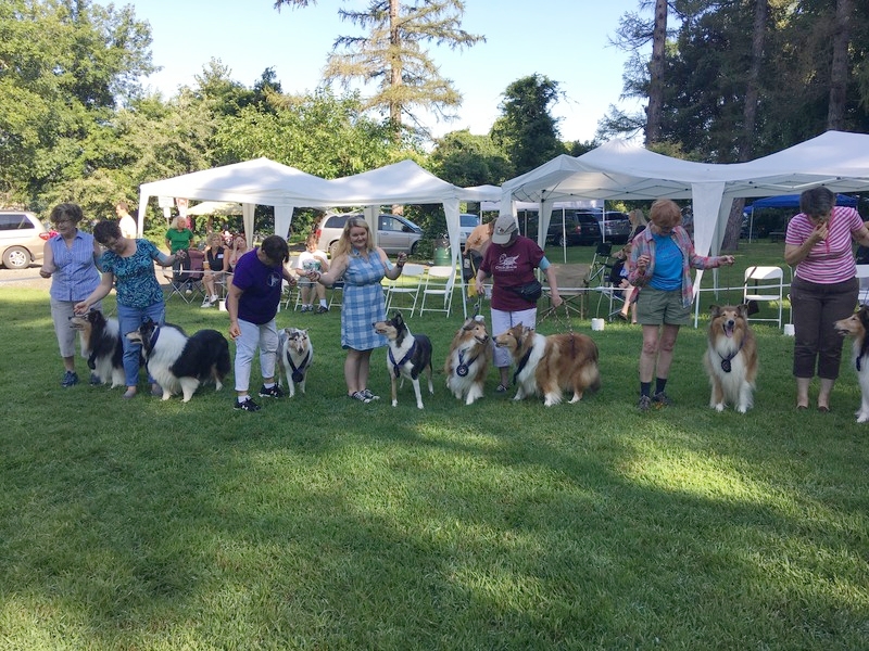 All things Collie: The Gathering at Sunnybank