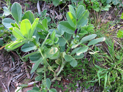 FLORA NEL SALENTO e.. anche altrove: Vicia narbonensis L. - Fabaceae ...