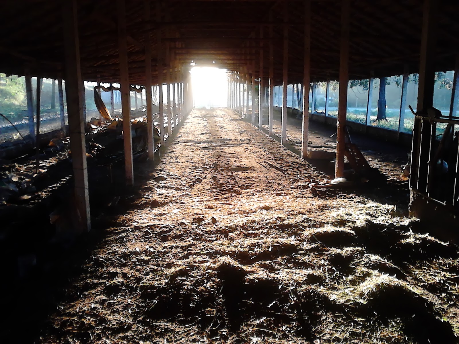 sos gado de leite: Implementação do sistema compost barns em Pequena ...